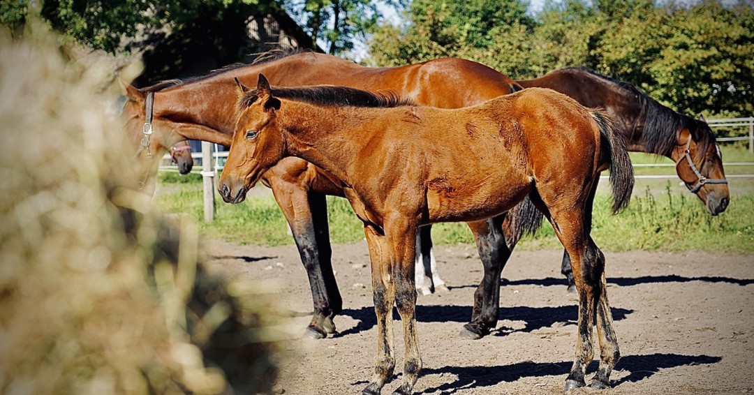 Breedly.com – nu også med danske travheste
